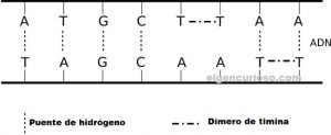 Timina: Definición y estructura - Diccionario científico - El Gen Curioso