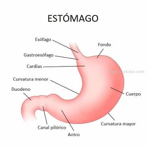 Célula parietal: La guía definitiva - Diccionario científico - El Gen ...