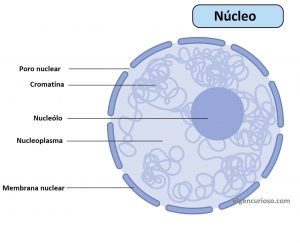 Núcleo: Definición, estructura, funciones y diagrama - El Gen Curioso
