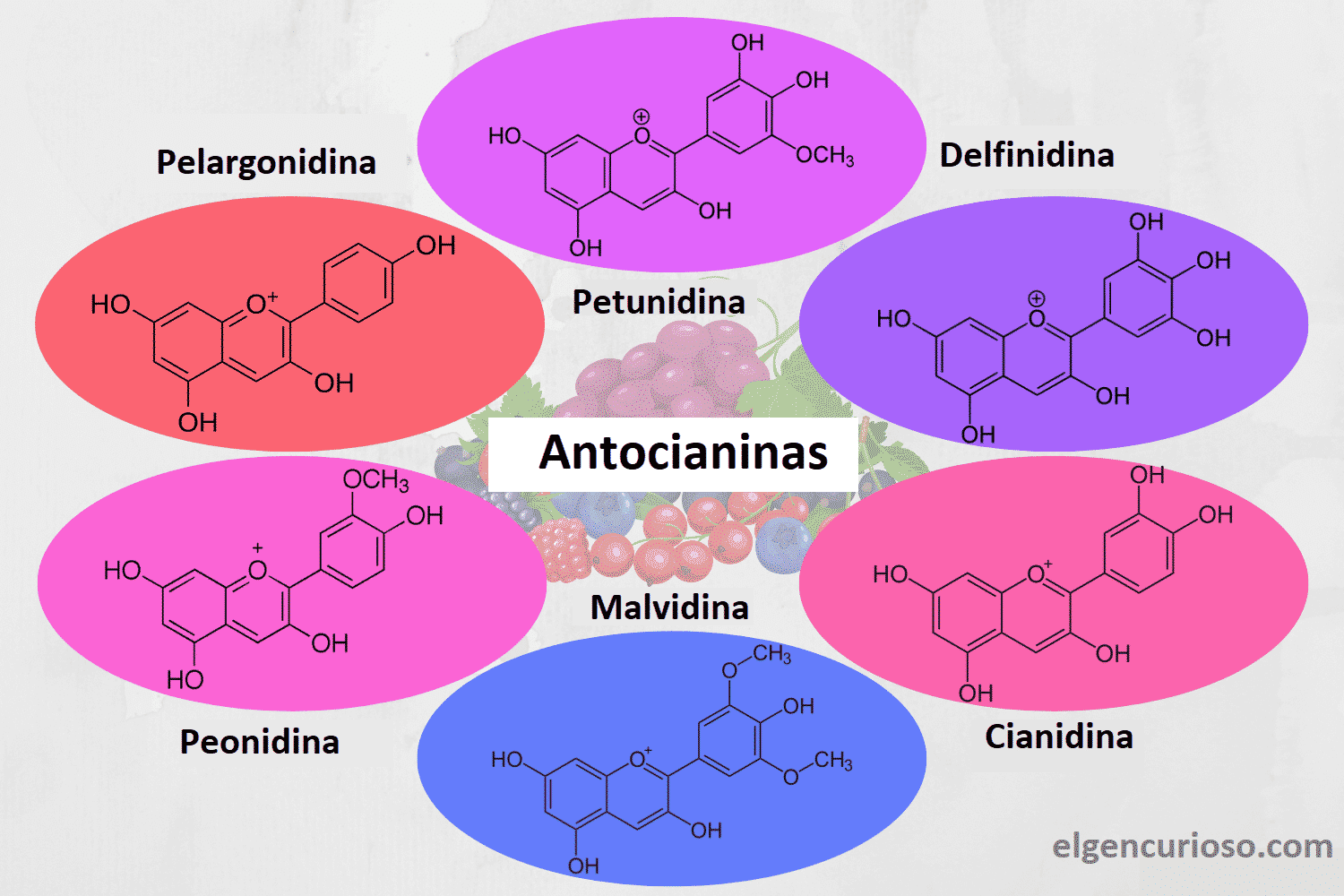 Antocianinas: Definición, beneficios y fuentes - El Gen Curioso